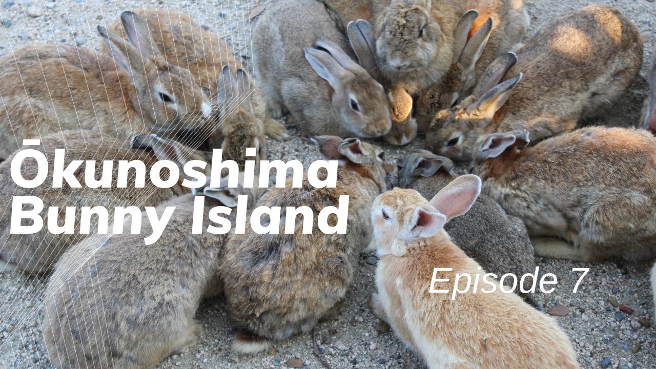 Rabbit Island, Japan, Bunny island, Ōkunoshima Episode 7 - YouTube