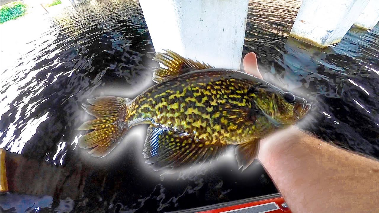 EASY Tricks for SLAB Crappie around Bridges - YouTube