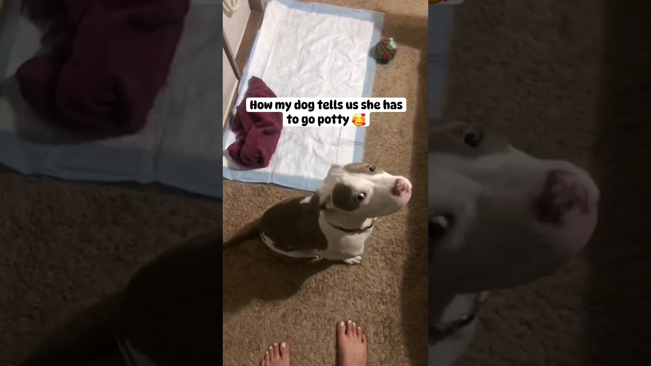 Like & subscribe if you love cute dogs! #shorts #cute #dog #dogs - YouTube