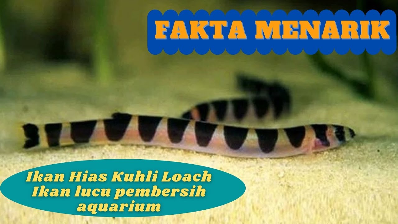 Fakta Menarik Ikan Hias Kuhli Loach | Ikan Hias Pembersih Aquascape ...