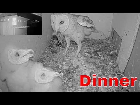 Barn Owl Nestling Swallows Mouse Whole 🦉🐭