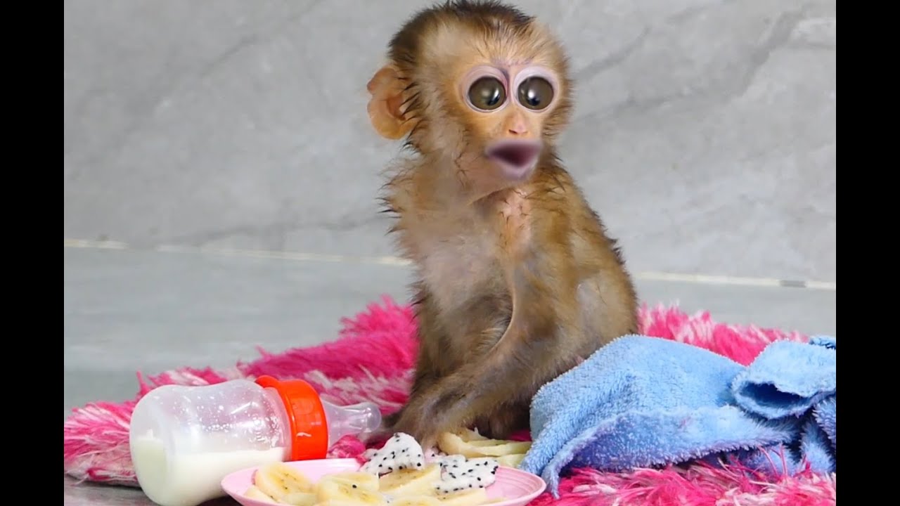 Chally monkey lip smacking negotiating with people - YouTube