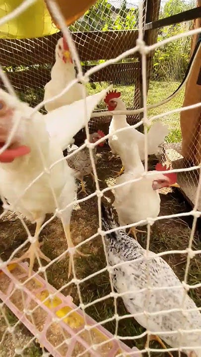 И я прыгнул молодняк Chick Chicken июль петушки Youtube