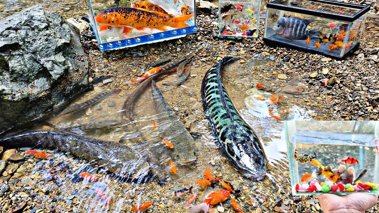 Catch giant toman fish, ornamental fish, koi fish, catfish, snakehead ...
