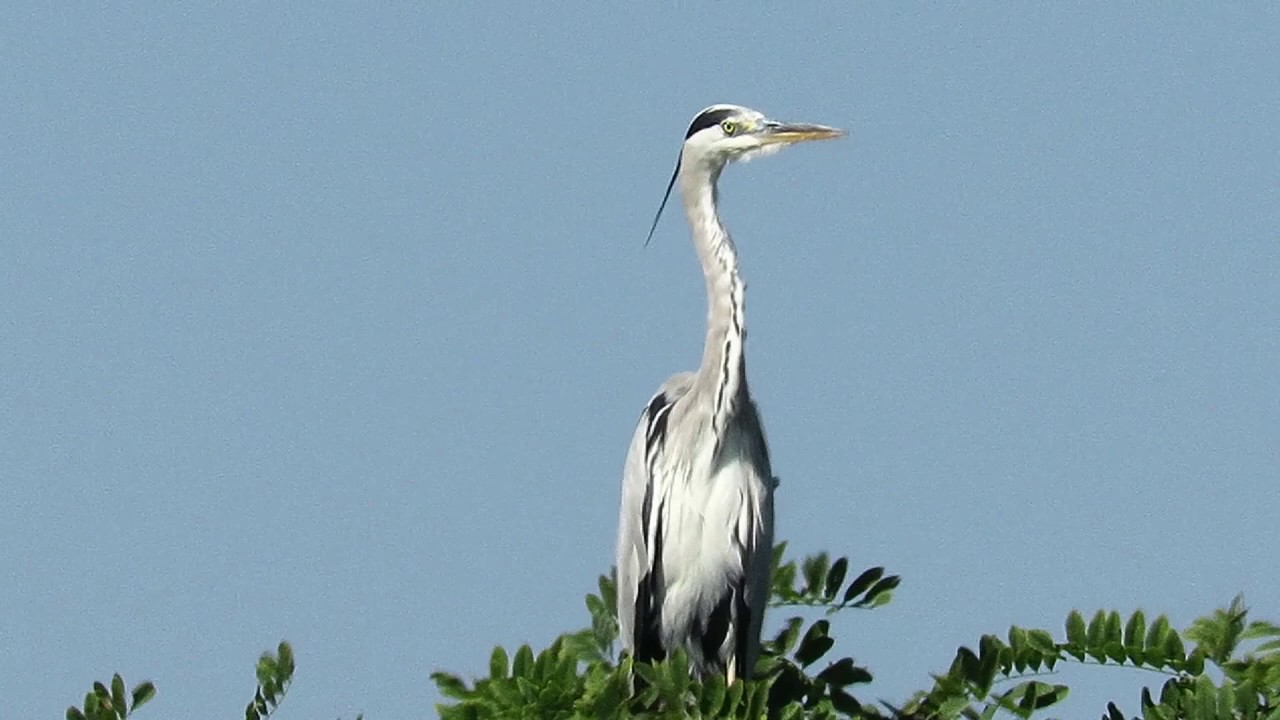 Starcul cenusiu Ardea cinerea Ordinul Ciconiiformes Familia Ardeidae ...