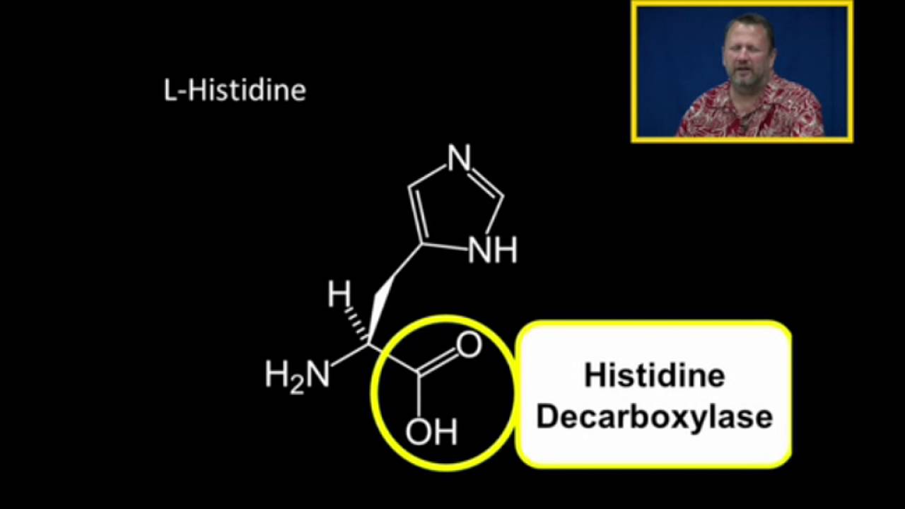 Biosynthesis of Histamine - YouTube