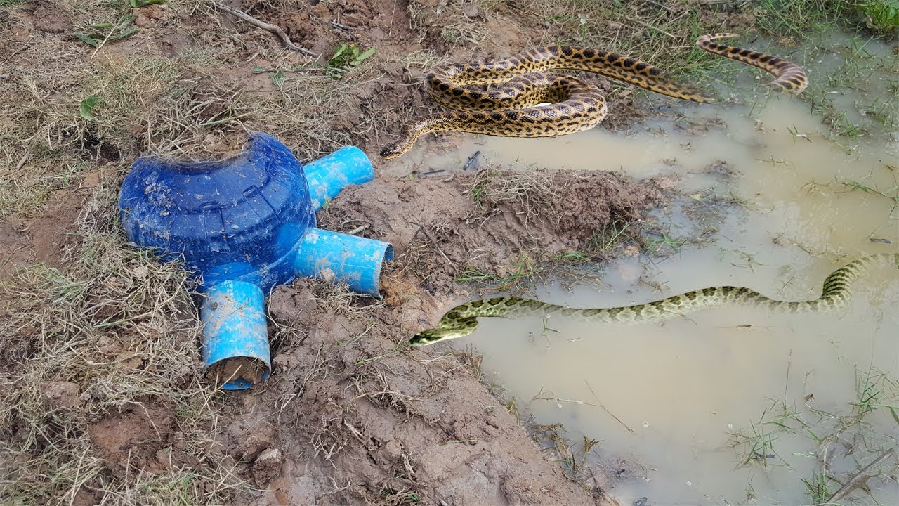 Amazing Smart Boy Catches Big Snake by Plastic Bottle & PVC Pipe How to ...