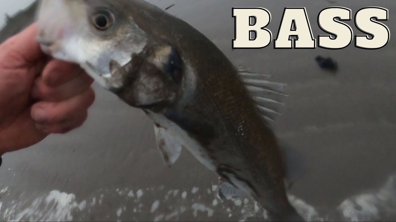 isle of man bass fishing - YouTube