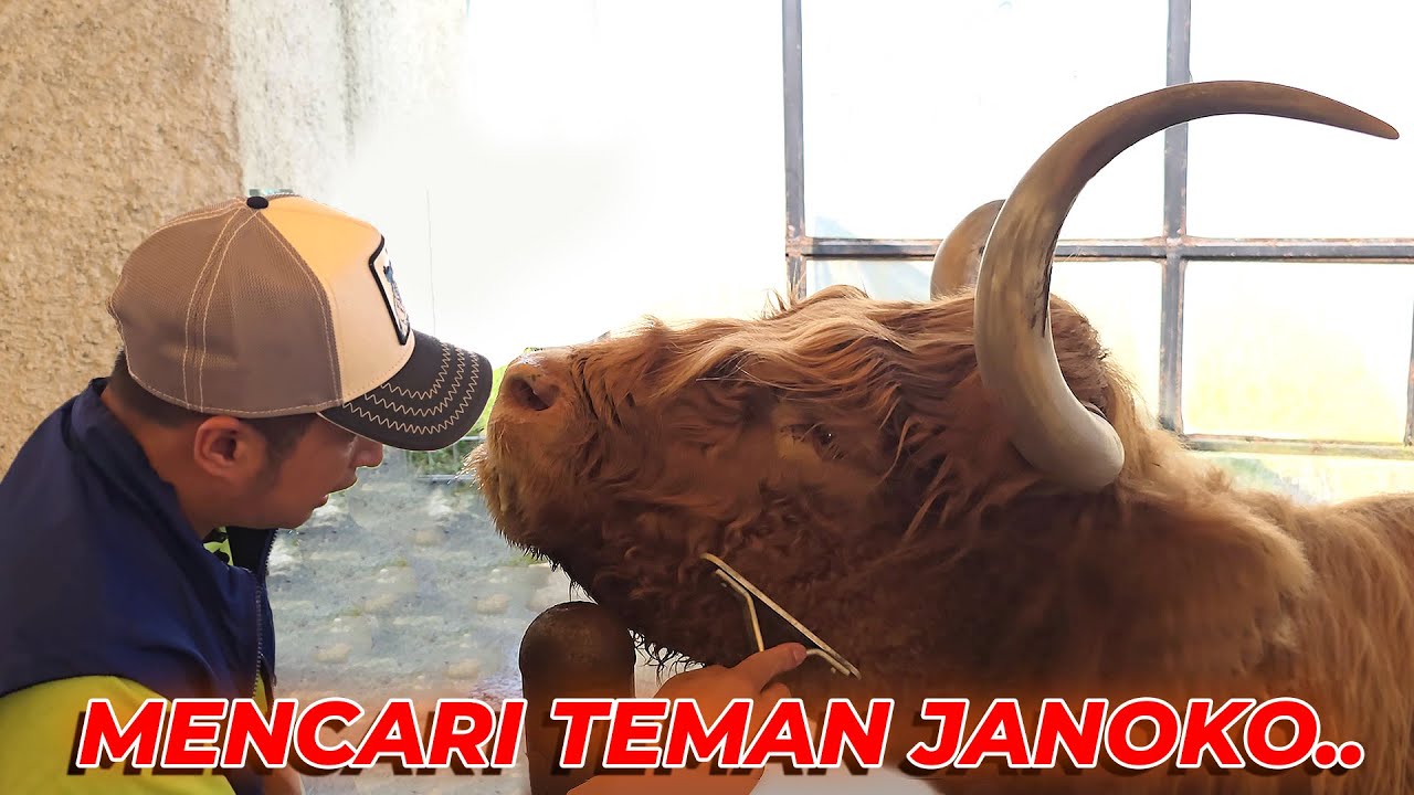 SAPI SCOTTISH HIGHLAND..!!! BUAT NEMENIN JANOKO..?!! - YouTube