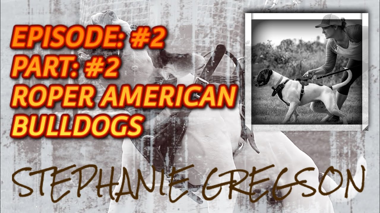 ROPER AMERICAN BULLDOGS WITH STEPHANIE GREGSON - EPISODE #2 PART #2 ...