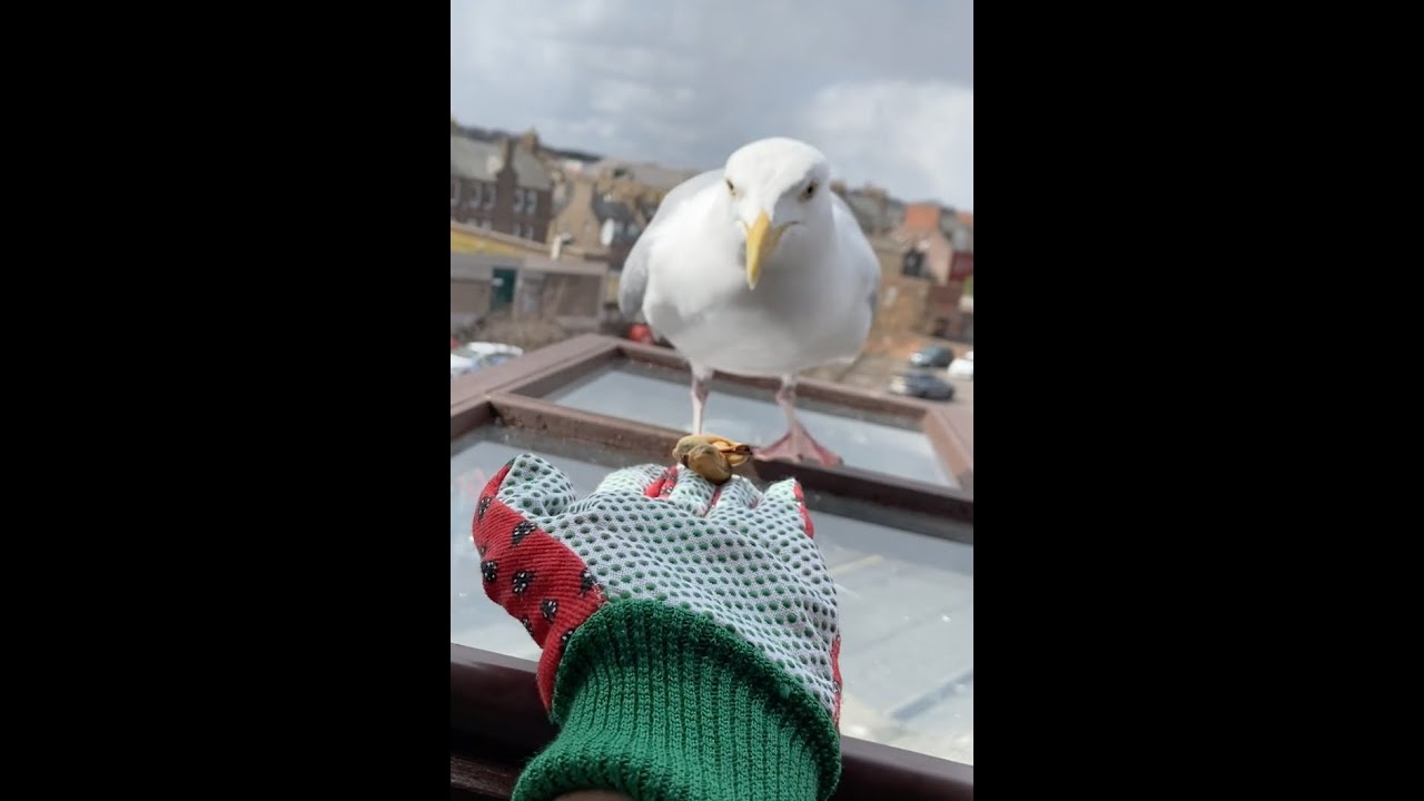 day 39 of feeding my pet seagull to gain his trust - YouTube