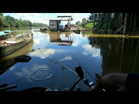 mancing ikan nilem sungai lamandau kalimantan strike bertubi tubi