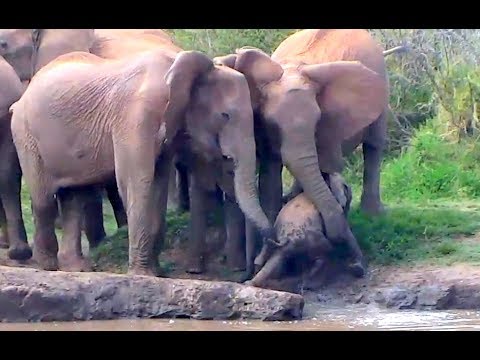 Elephants rush to help baby that slips into river. Africa Animals cam ...