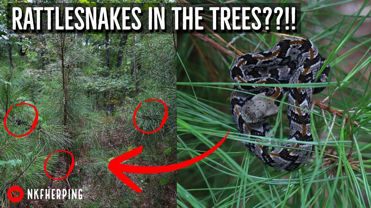 Rattlesnakes in the Trees?!? Baby Snakes Everywhere! Amazing Fall Snake ...