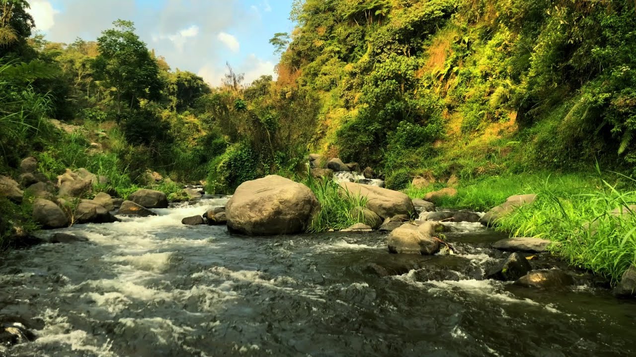 Soothing forest stream sounds for meditation, relaxing nature sounds ...
