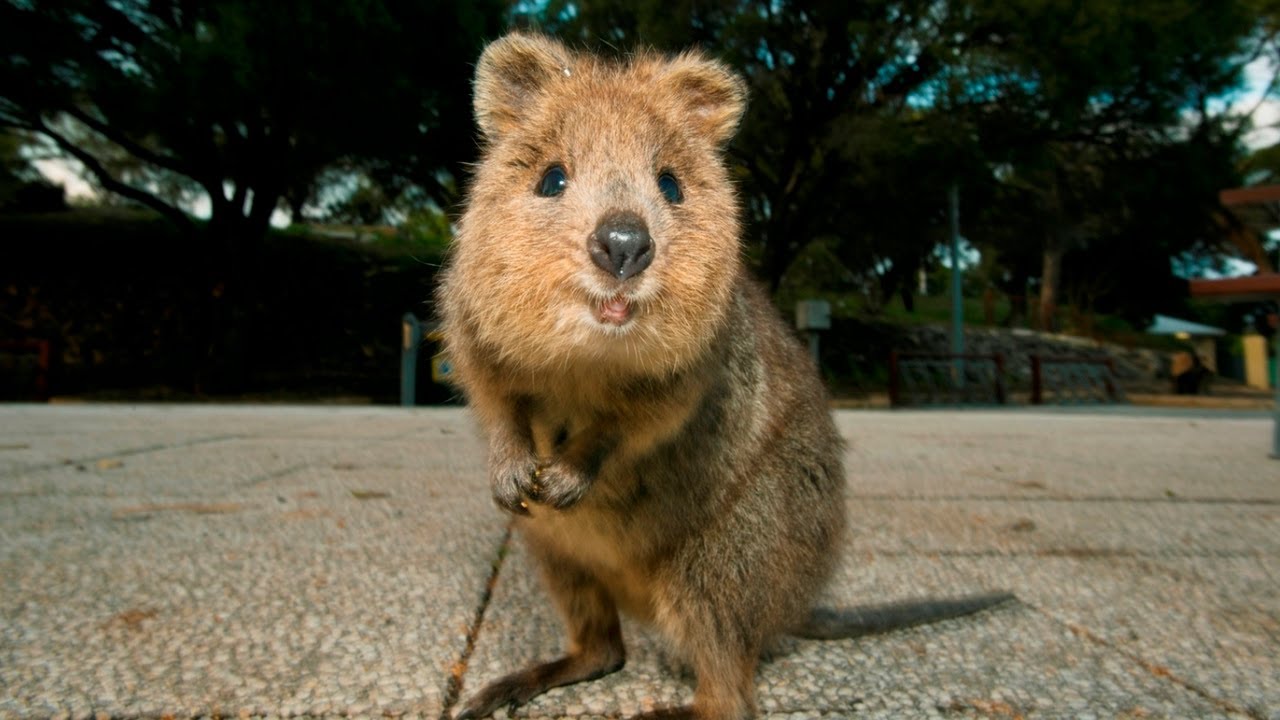 The Quokka is getting its own national birthday - YouTube