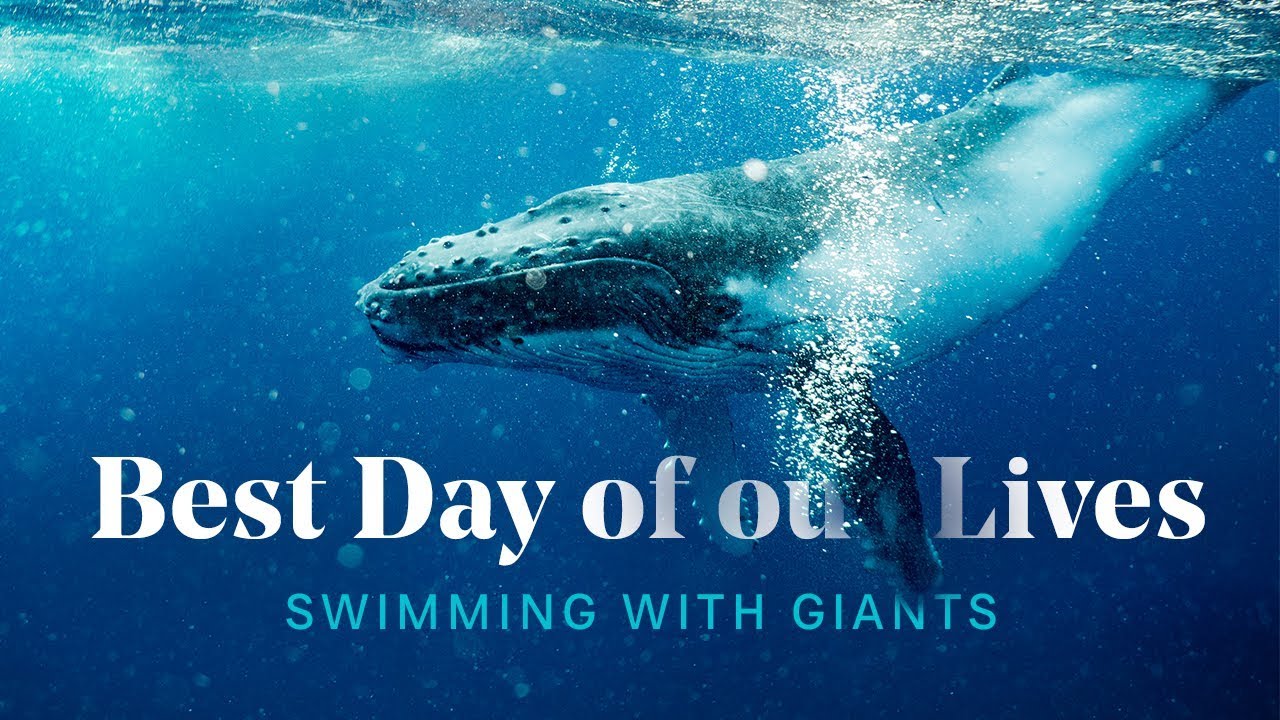 Swimming with HUMPBACK WHALES in TONGA 🐋 Unbelievable Experience - YouTube