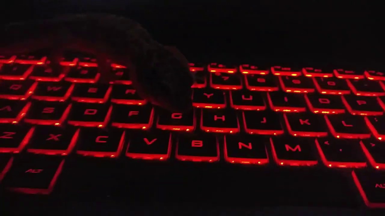lizard on my keyboard - YouTube