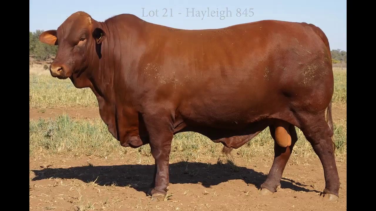 2017 Western Downs Santa Bull & Female Sale - preview - YouTube