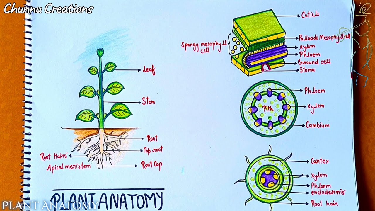 Plant anatomy drawing |How to Draw Plant Anatomy Drawing Step by Step ...