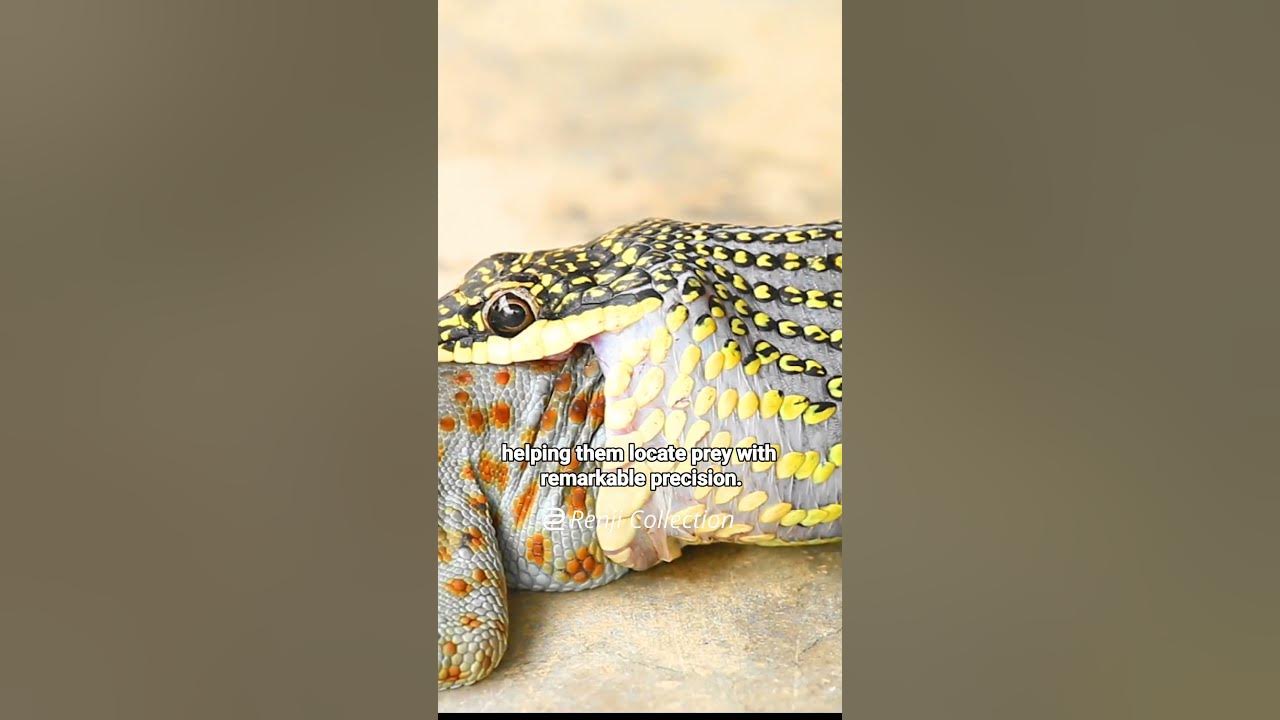 Unveiling the Mysteries of the Python Snake - YouTube