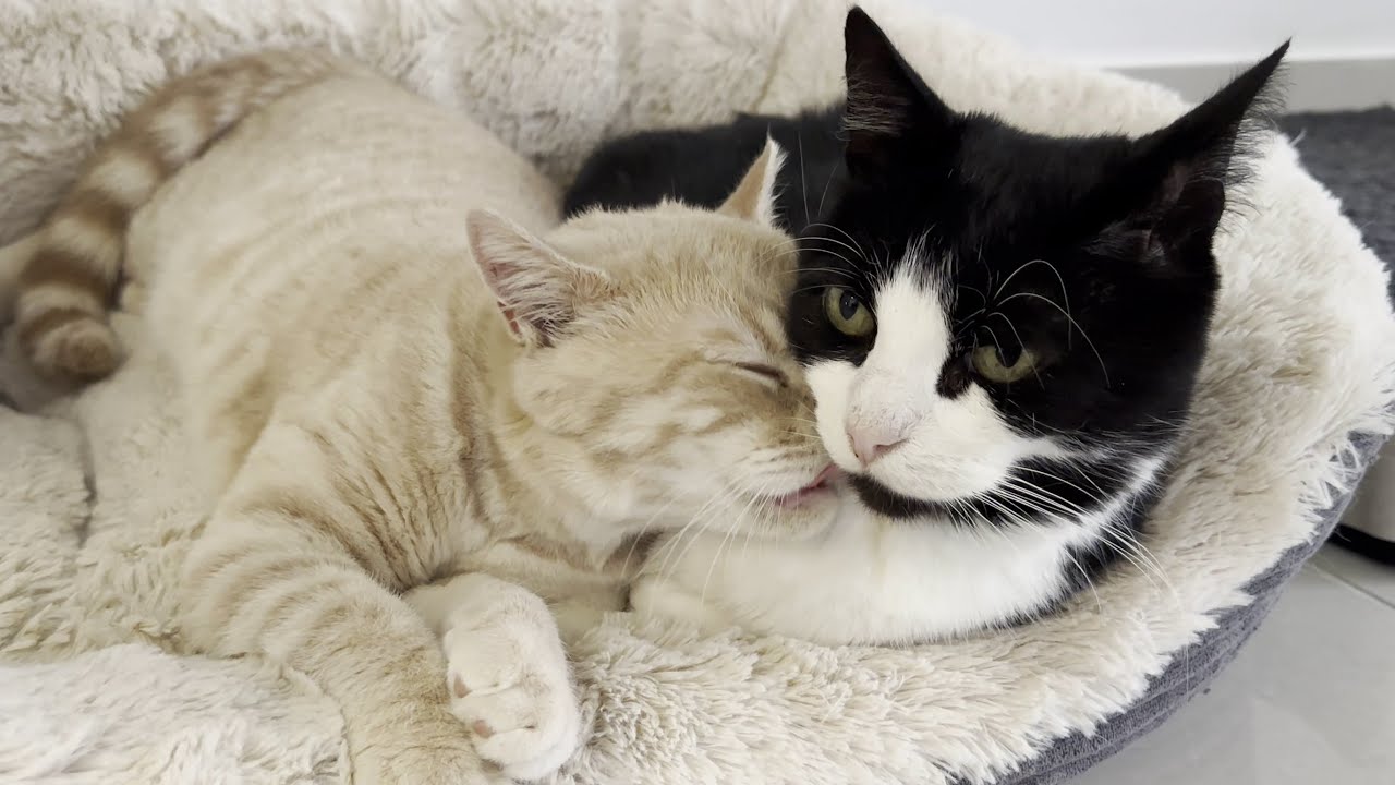 Kitten Demands Attention From Cat - YouTube