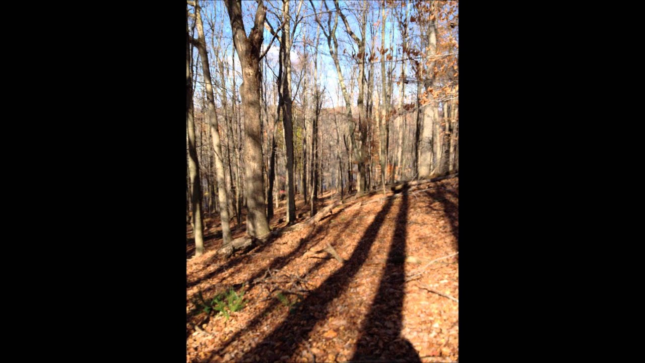 Bigfoot Tree Knocks 40 second version - YouTube