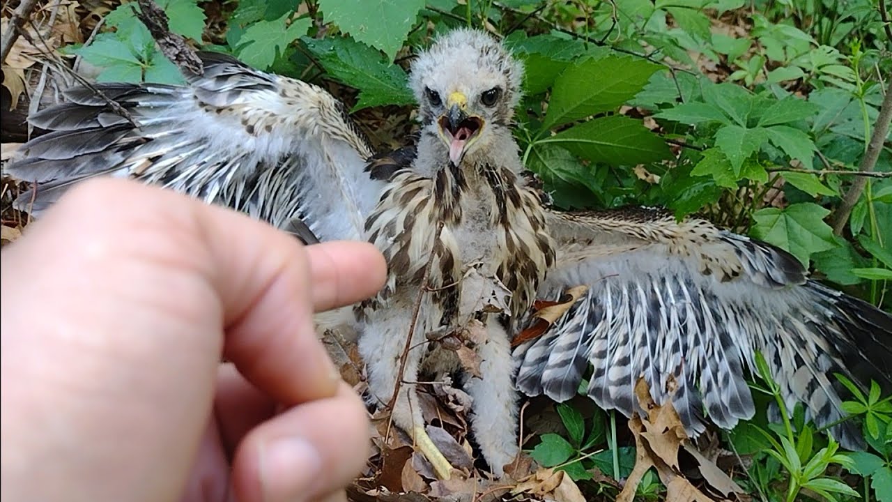 cute little baby eagle found lost - YouTube