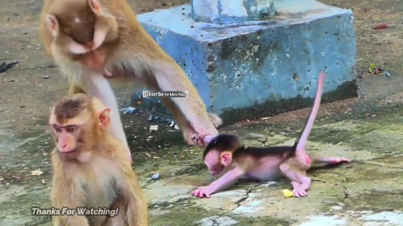 Heartwarming Moment: Struggling Monkey Mom and Her Newborn, Touching Story After Giving Birth ...