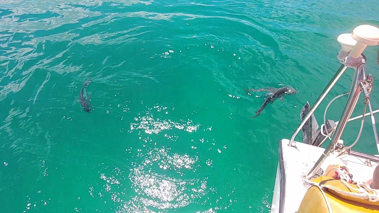 Feeding Frenzy behind our boat - YouTube