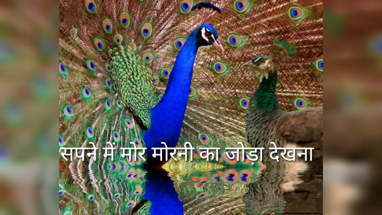 Sapne Me Mor Morni Ko Dekhna Kaisa HOTA Hai Dream Meaning About Sapne Me Mor Morni Ko Dekhna Kaisa HOTA Hai Dream Meaning About