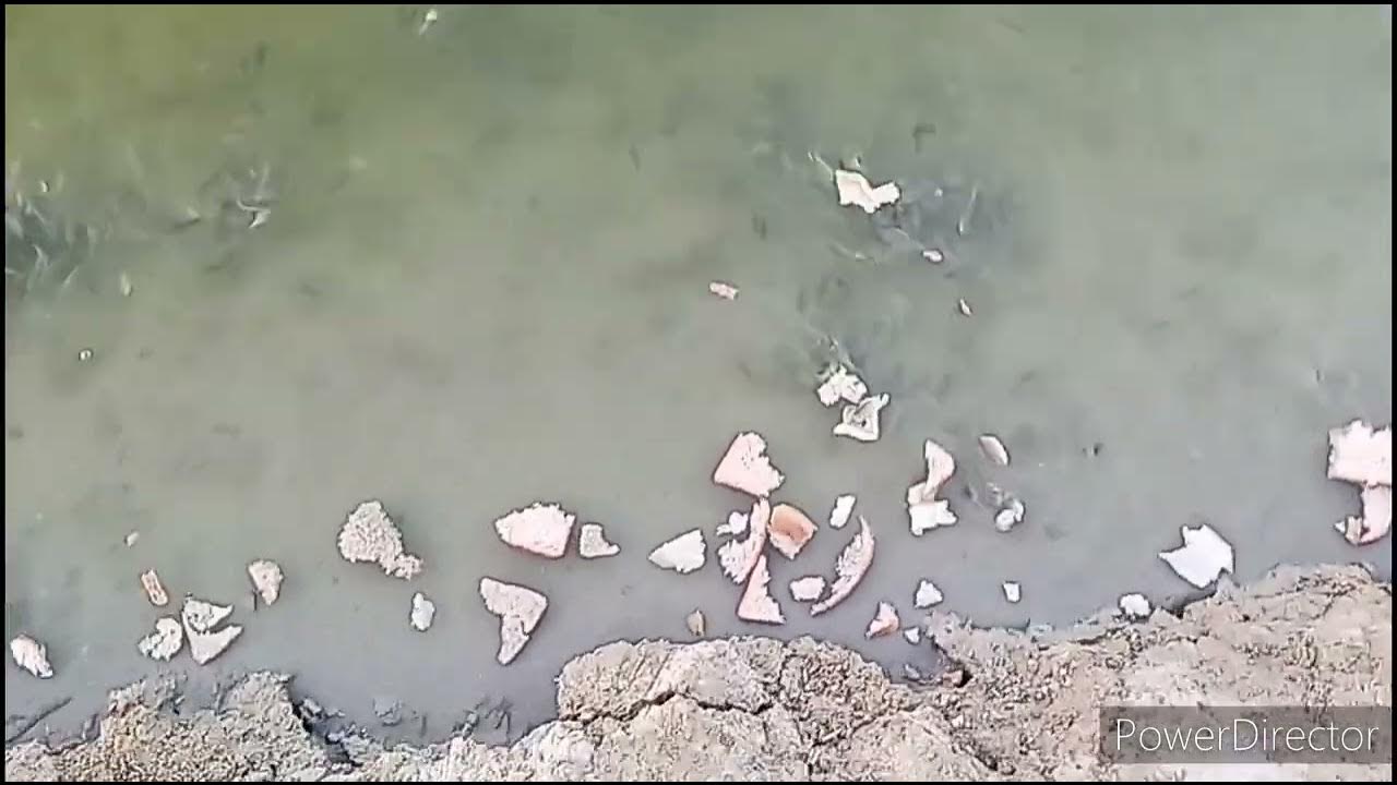 MARAMING ISDA SA ILOG PINAKAIN KO - YouTube