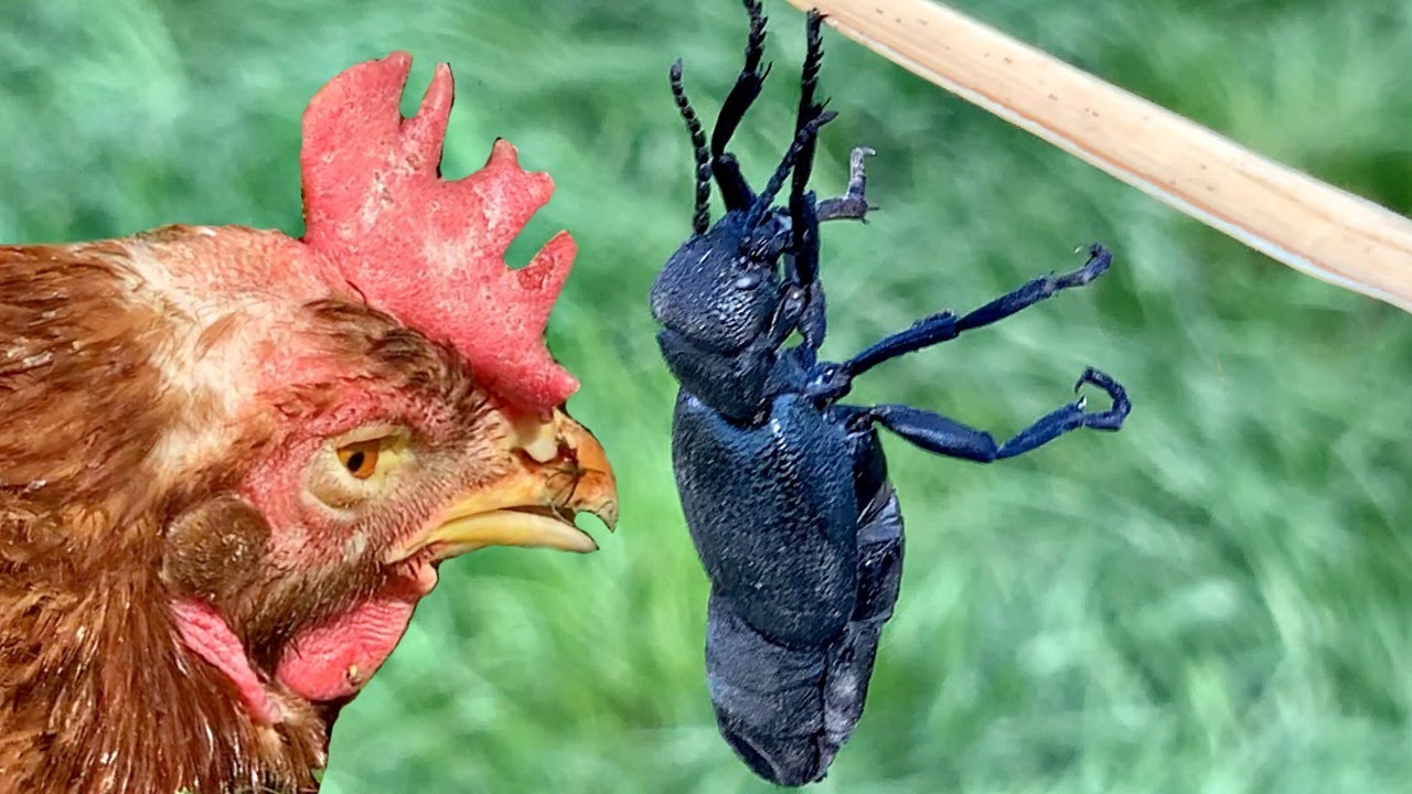 Chicken eats bugs #12 - YouTube