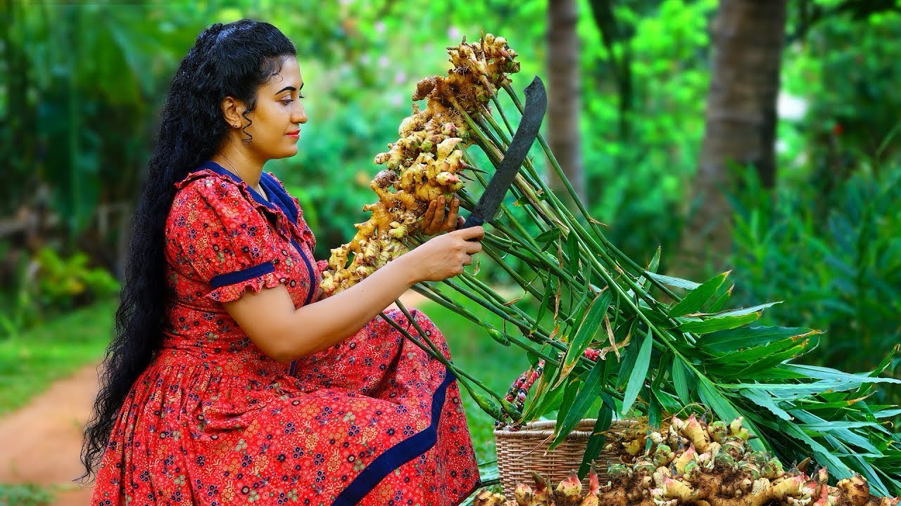 Harvesting fresh ginger. I made the traditional ginger candy, chicken ...