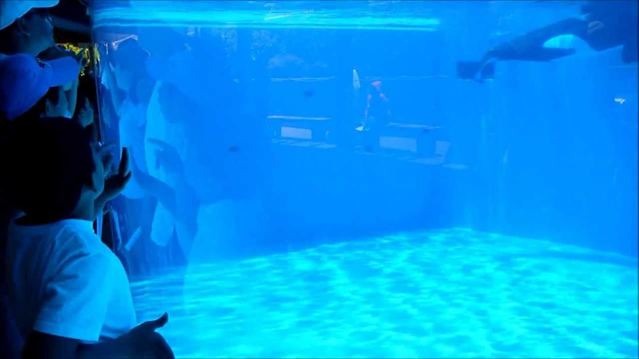 Orkid Underwater Bow Around - YouTube