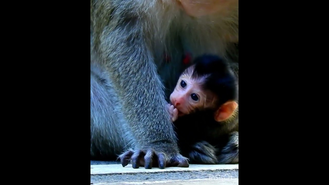 Cute baby monkey ANA 2022 - YouTube