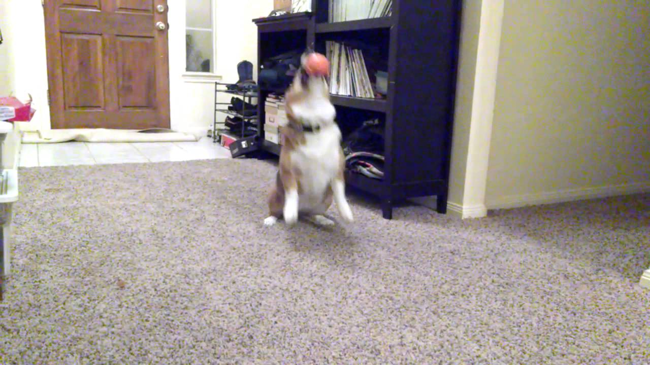 Dog Catching Ball in Slow Motion - YouTube