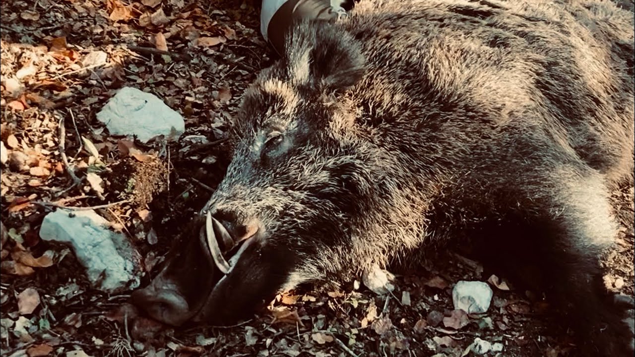 Κυνήγι Αγριογούρουνου στην Θεσπρωτία 2022·23 wild boar hunting..Ένας ...