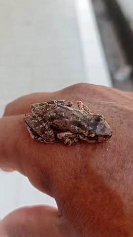 Una pequeña ranita - YouTube