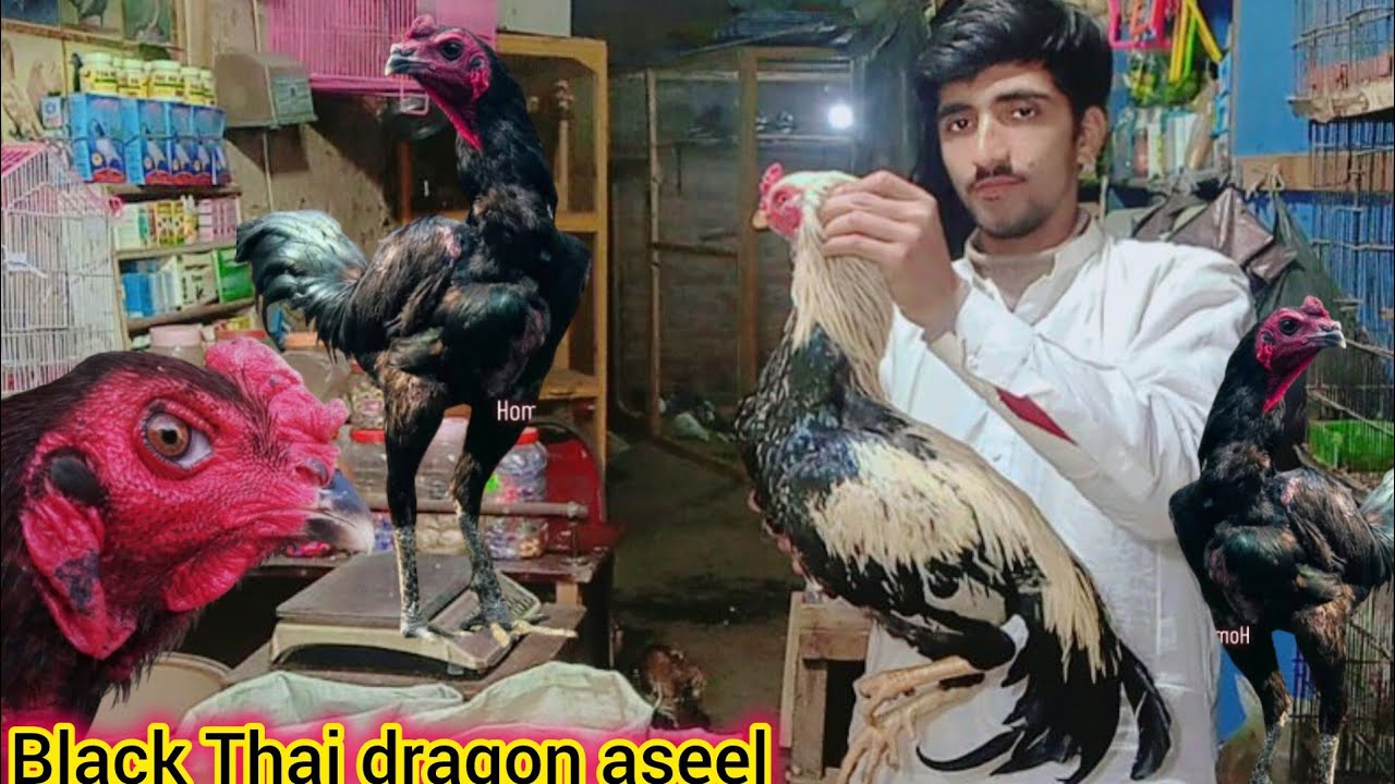 black Thai dragon aseel murga - YouTube