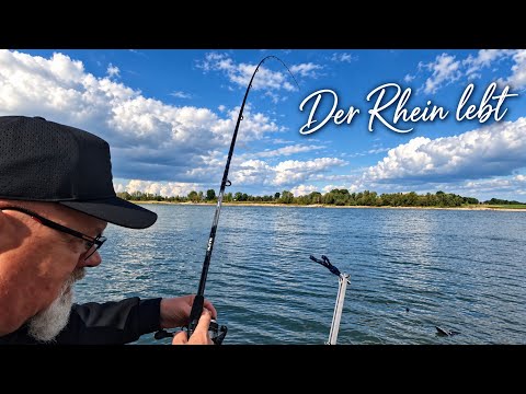 Angeln am Rhein: Endlich, der Rhein lebt wieder !