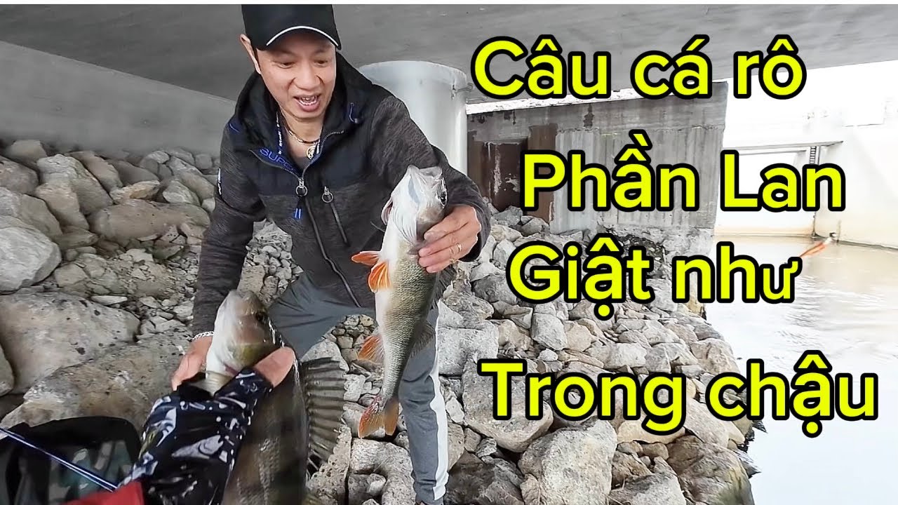 Câu abode(cá rô Phần Lan)nhiều như trong chậu.ngày 11 tháng 8, 2024 ...