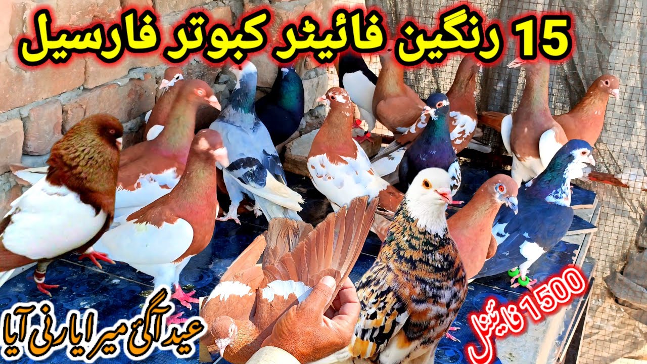 Rangeen Pigeons ForSale | 0304-6256868 Khal Kabootaro Ka Lajawab Set ...