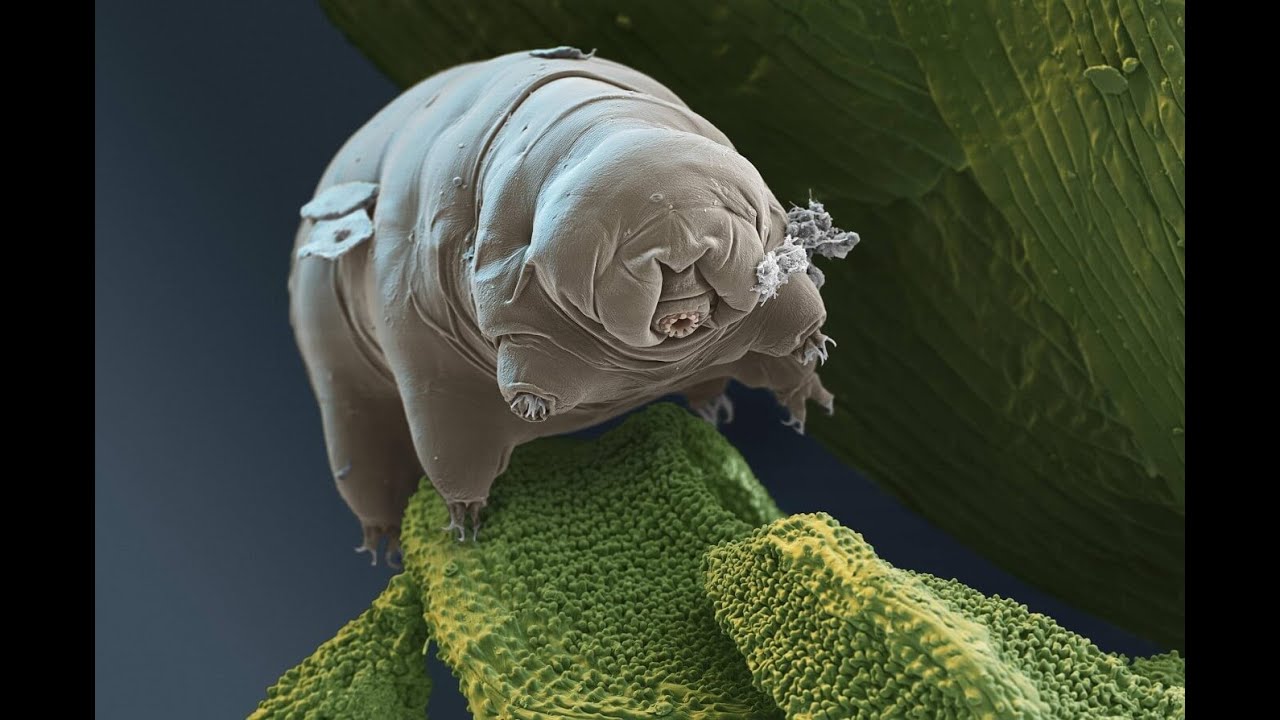 The Amazing Adaptation of Extreme Organisms : Extremophiles - YouTube