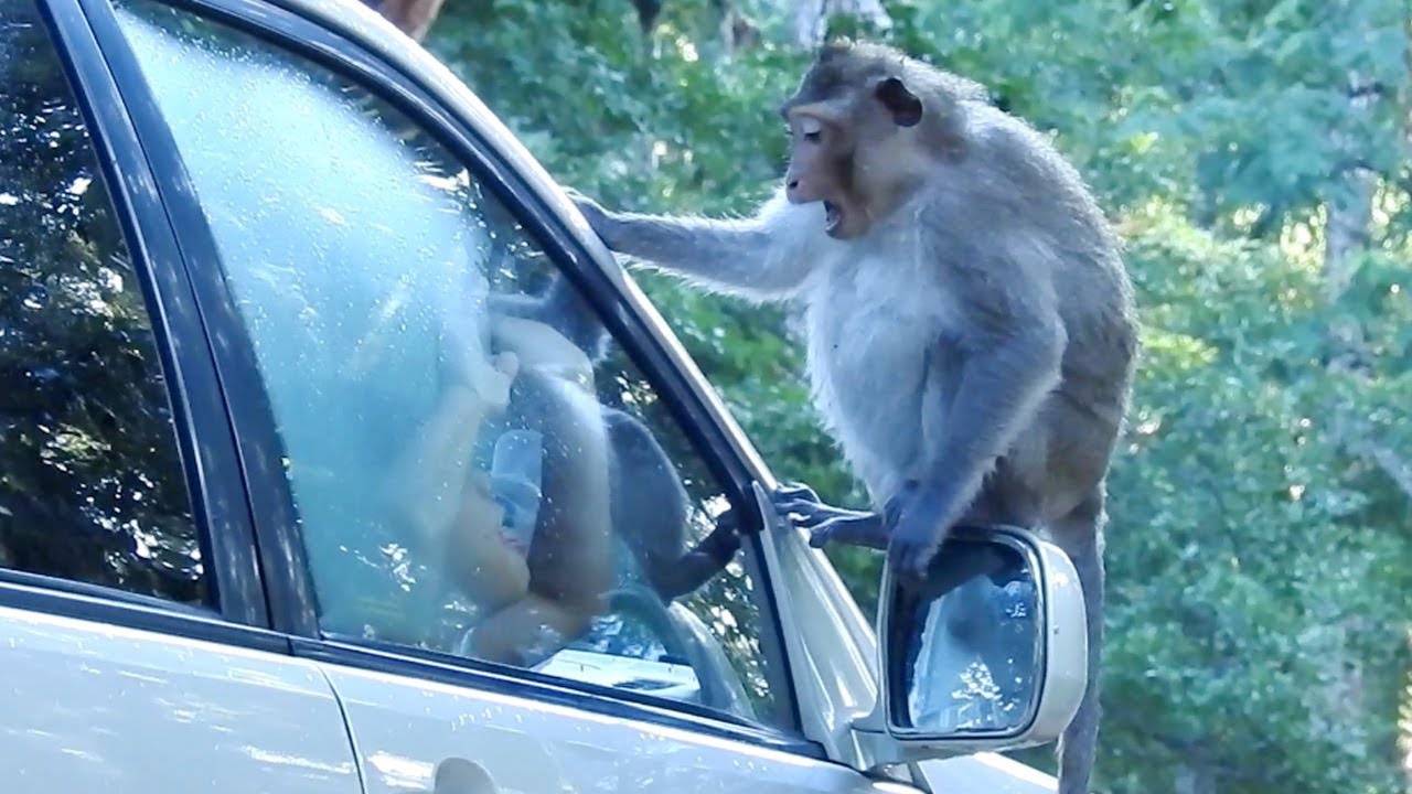 Funny Monkey Videos Try not to laugh | Cute Monkeys, Baby Monkeys - YouTube