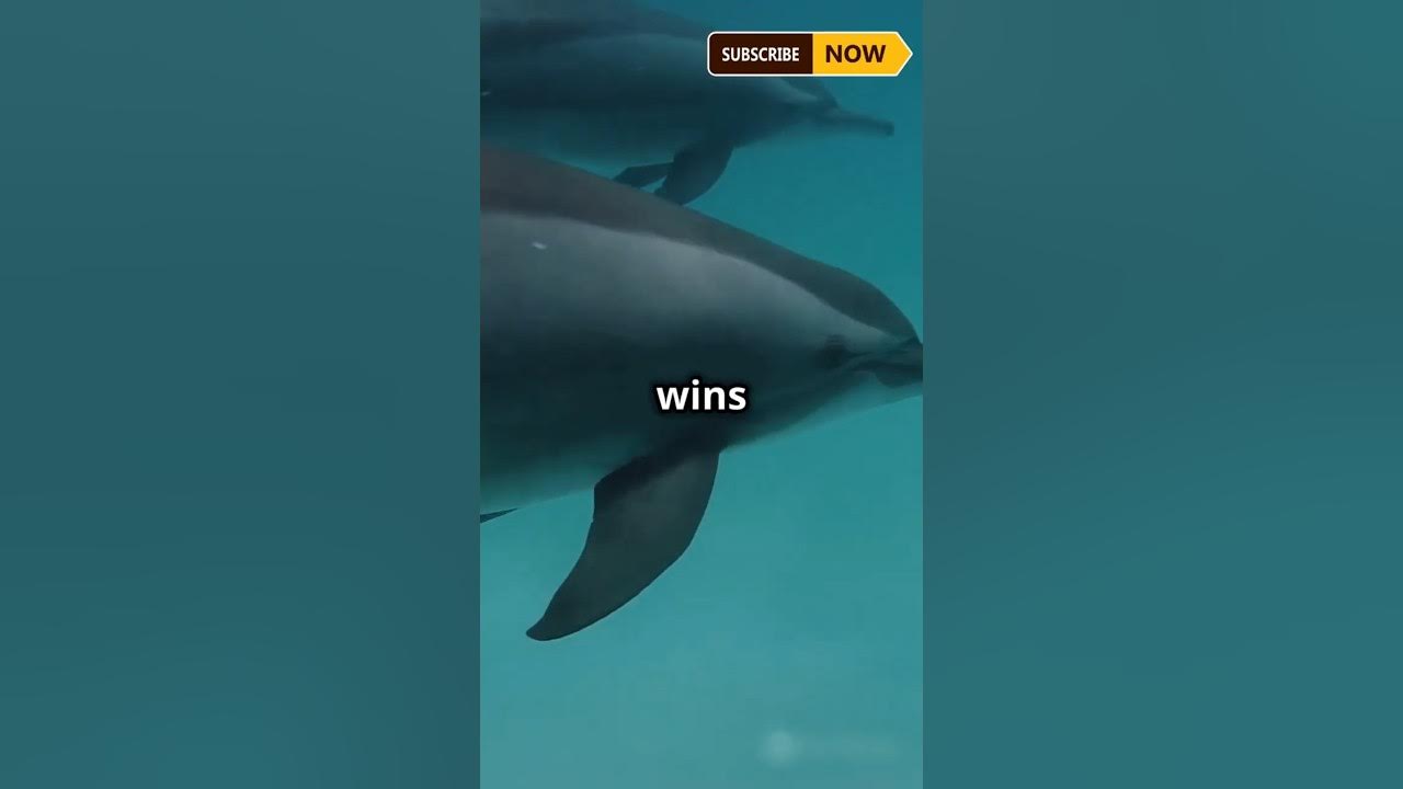 Sloths Can Hold Their Breath Longer Than Dolphins - YouTube