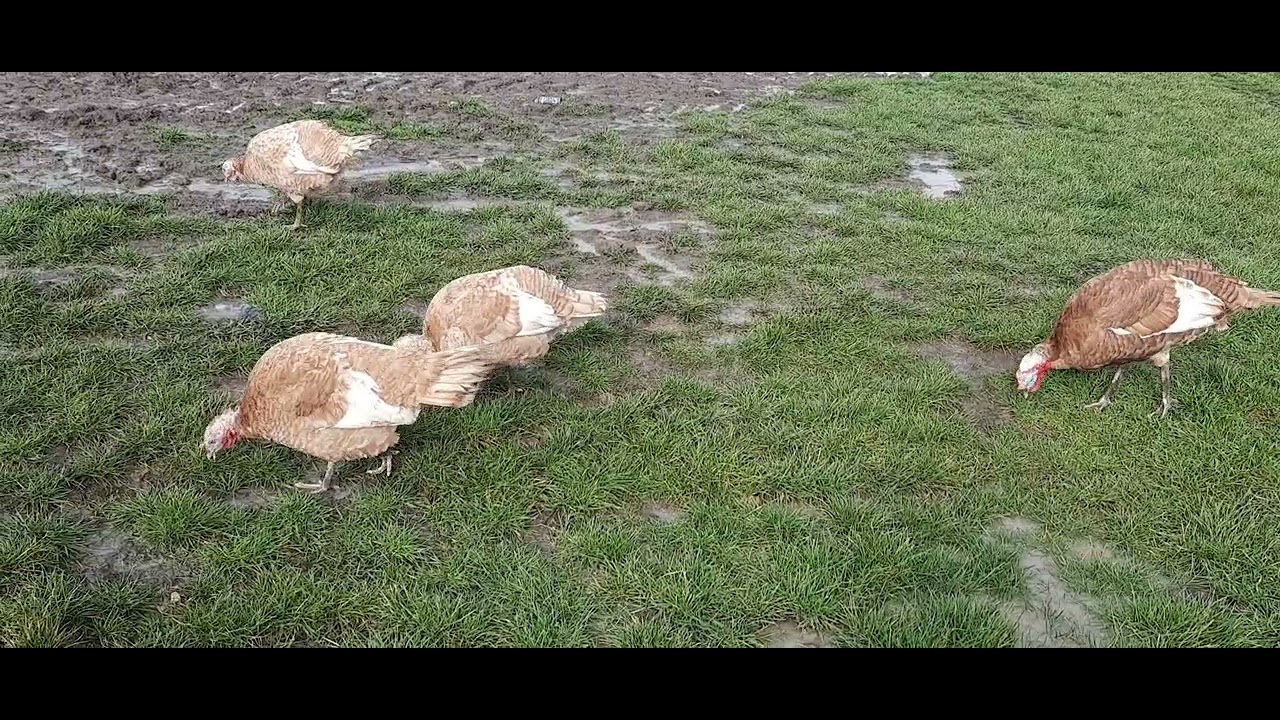 Secretul pentru a avea curci și curcanii marii și sănătoși 🦃🦃🦃🐥🐥🐤 - YouTube