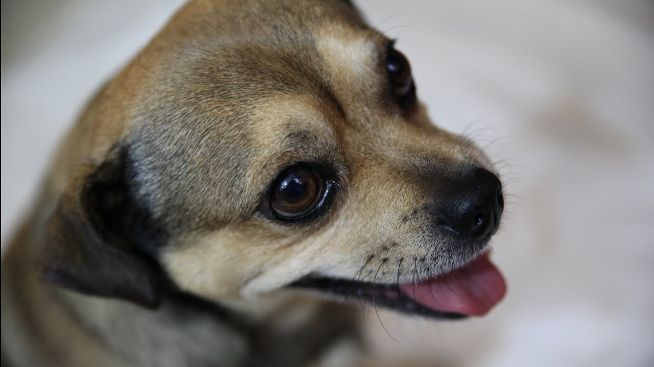 Animal Funk: Animals dancing to some uptown funk - YouTube