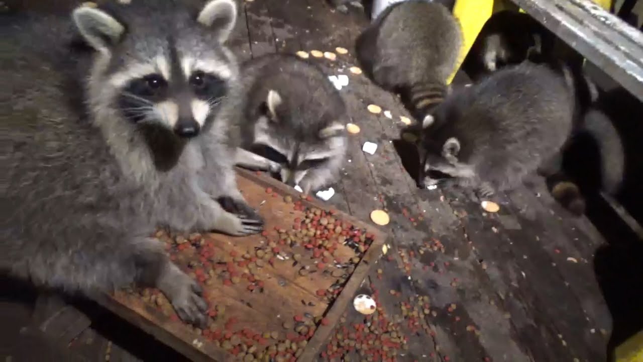 Sept 28 Thursday Night with 24+ Raccoons - YouTube