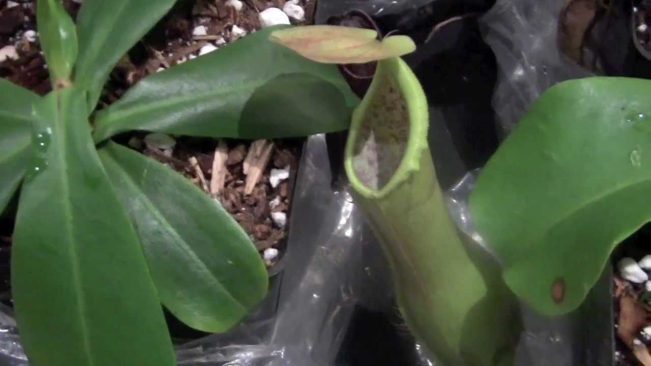 Insect Eating Plant - Exciting Kid Science - YouTube